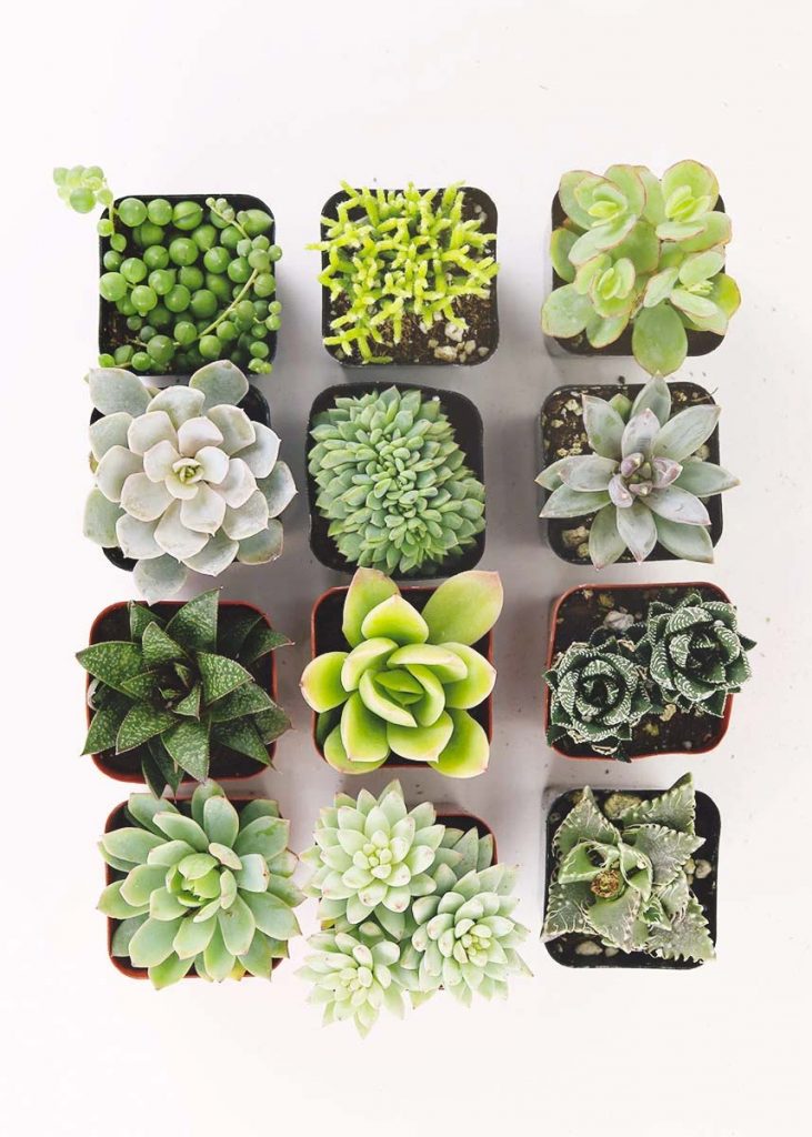 Vetplanten - HOMEASE